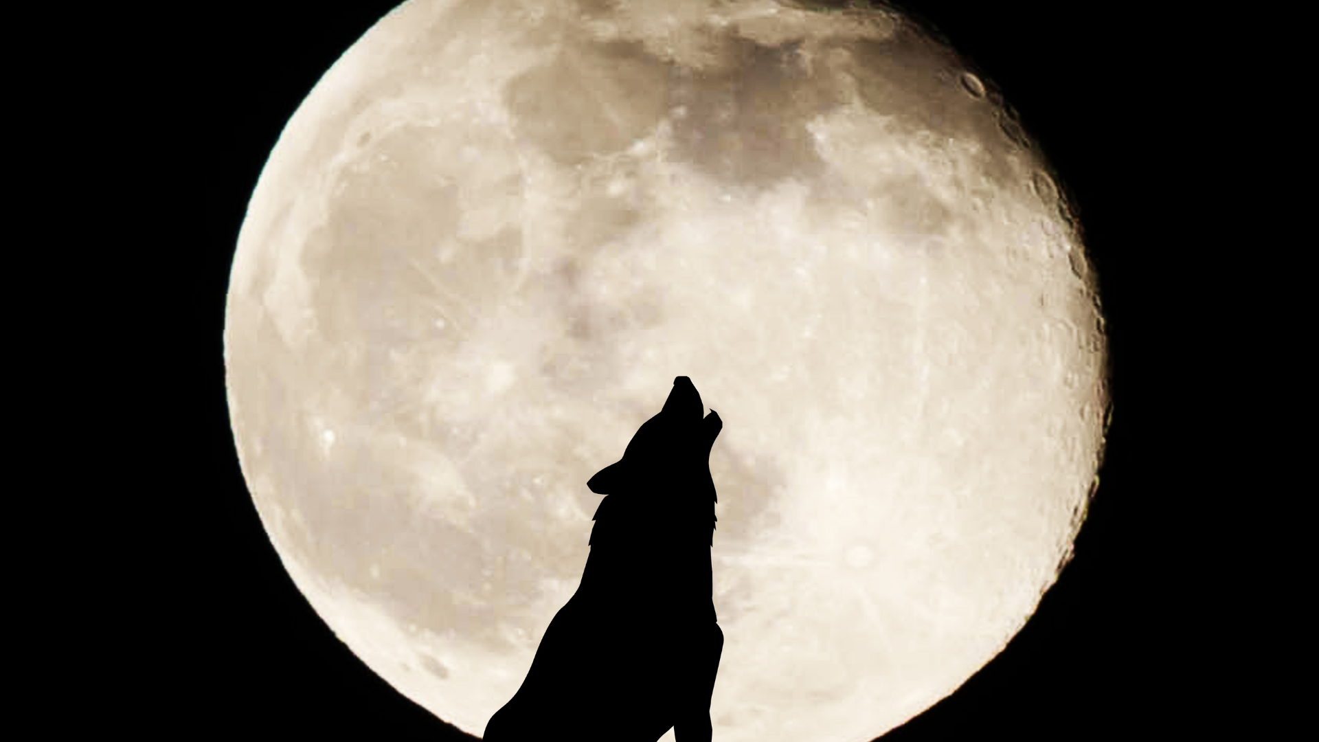 S&S Children's bitten by S J Wills' 'slick' teen werewolf series