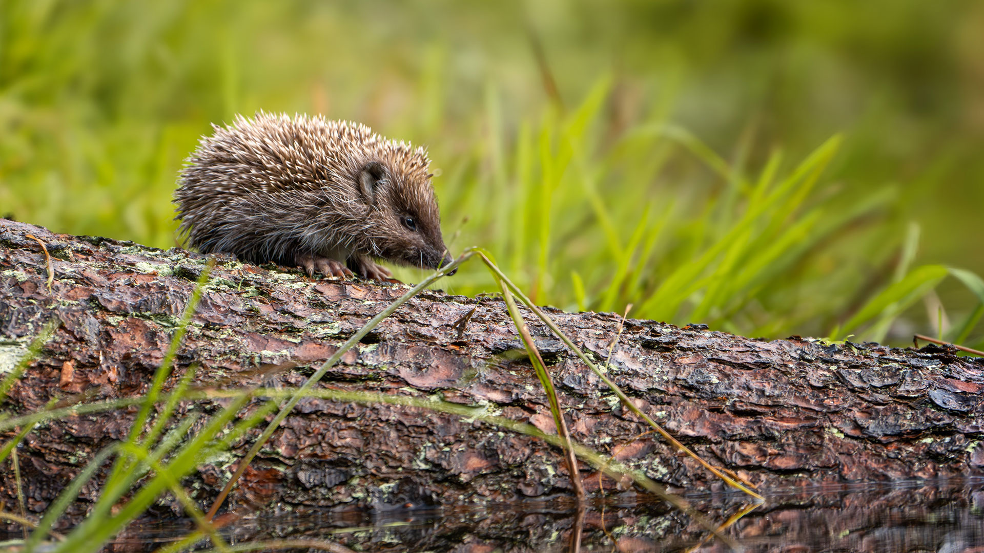 The Bookseller - Books - Books in the Media: a tale of a hedgehog and a ...